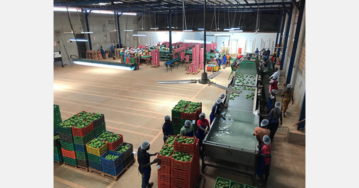 First cautious volumes of early mangoes shipped from Ivory Coast