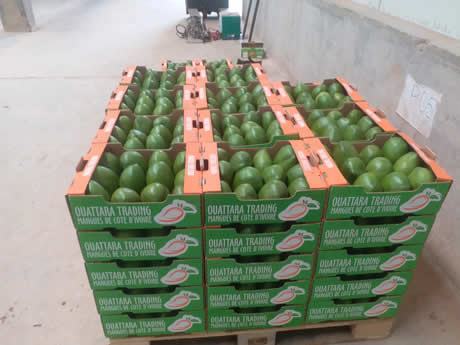 "Good mango market at start of Ivory Coast season"