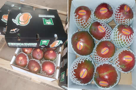"Good mango market at start of Ivory Coast season"
