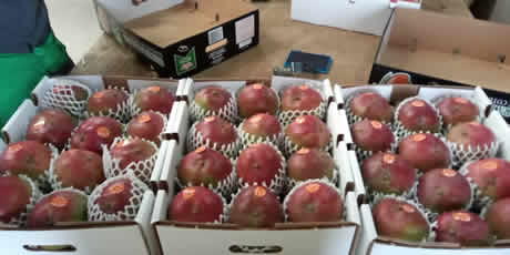 "Good mango market at start of Ivory Coast season"