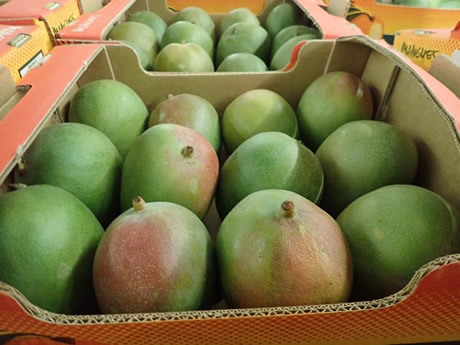 Mango season in Ivory Coast and Mali finished earlier"