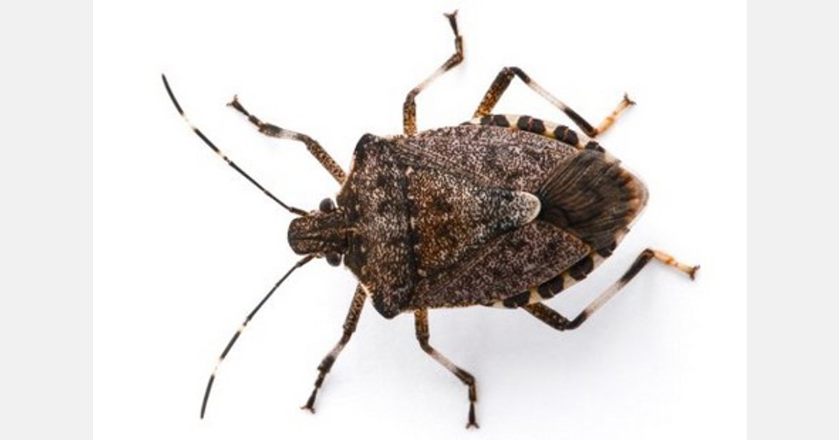Brown-marmorated stink bug on the rise in the Netherlands