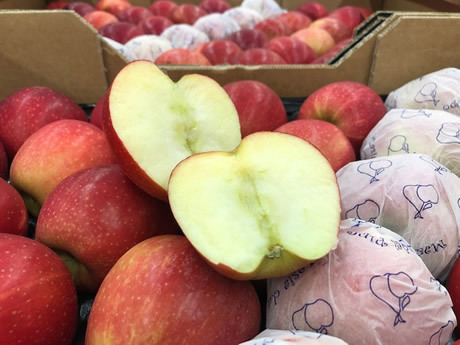 “The Spanish apple harvest is looking good”