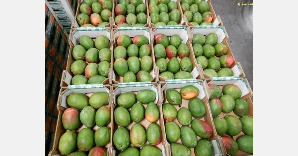 "Senegal mango season finished early: few to no mangoes available"