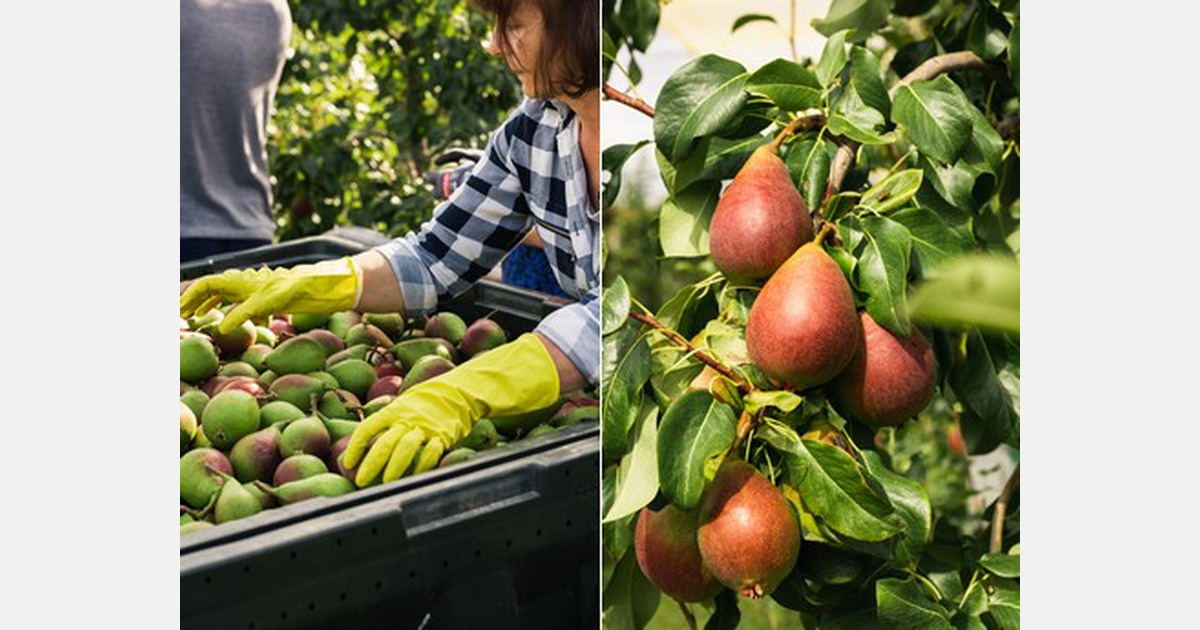 “Good prices for QTee pear as result of low Forelle volumes”