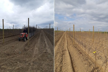 "Good shelf life for Morgana apples offers opportunities for export"