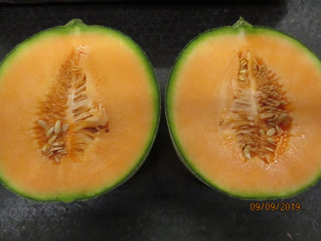 First Brazilian melons available in the Netherlands