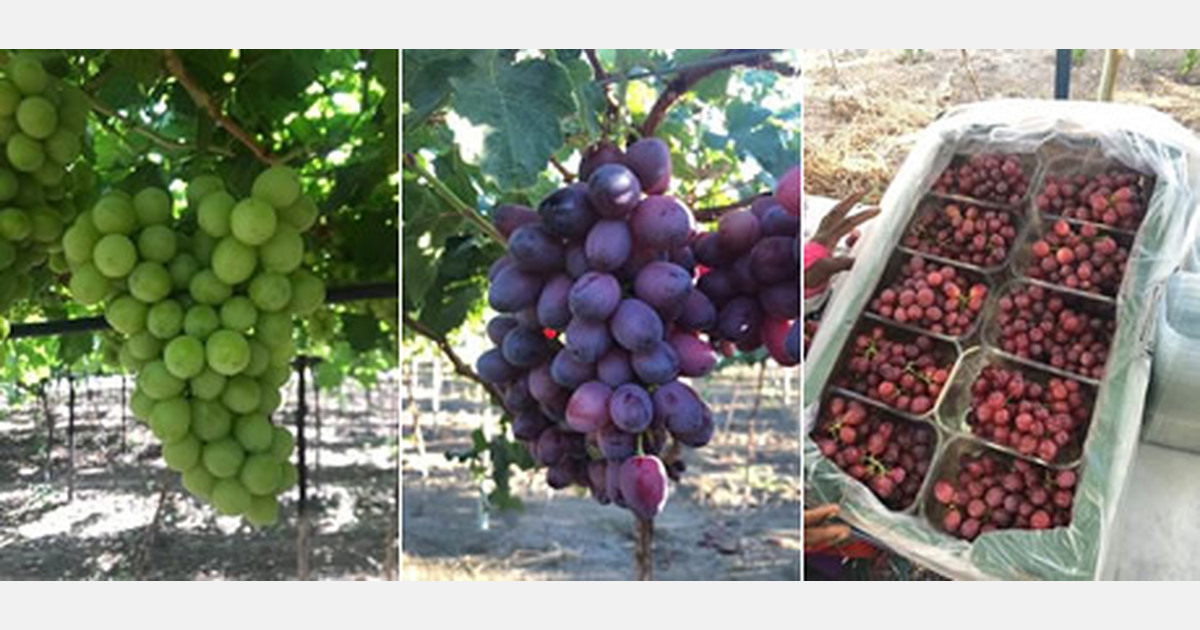 First Namibian grapes go to Europe