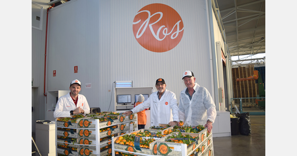 Spanish company's new leaf mandarin packing station running at full speed