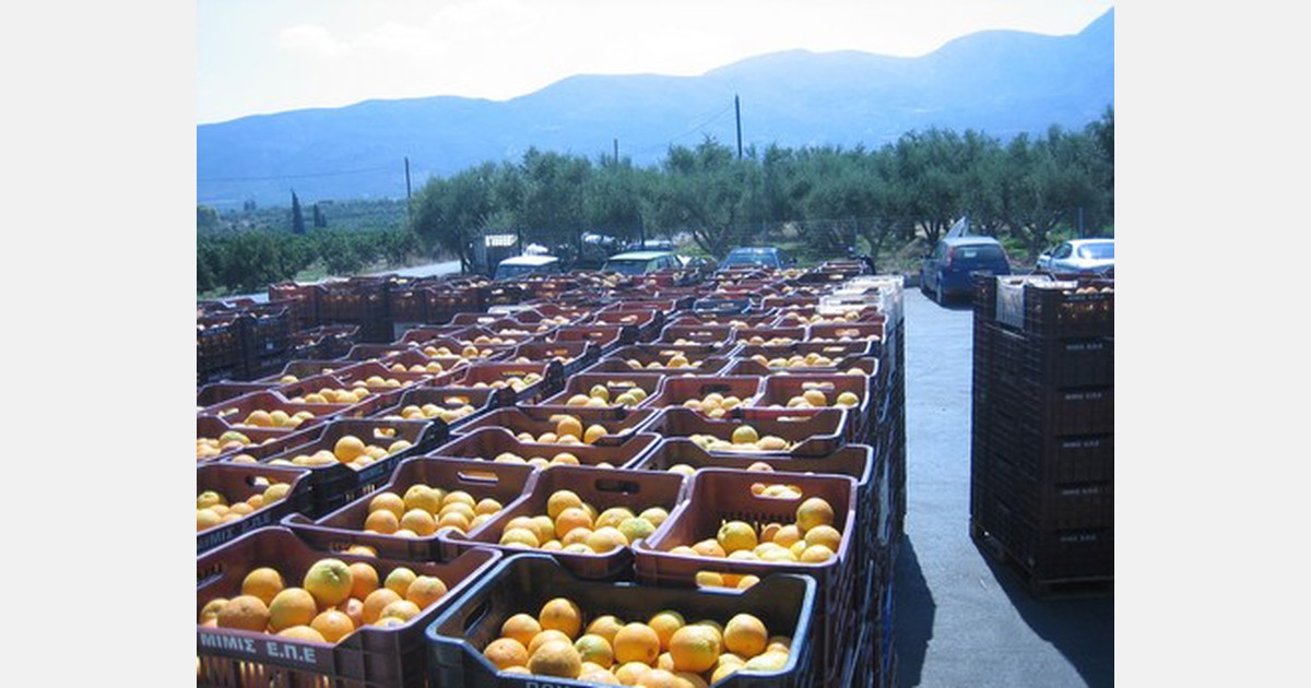 "Greek citrus popularity increases every year