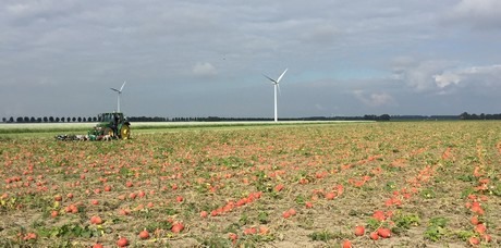 “Over the last decade, pumpkins have become increasingly common on ...