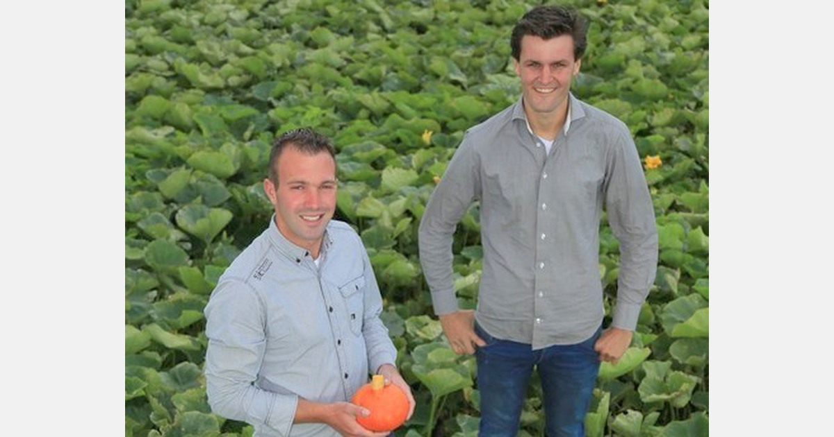 “Over the last decade, pumpkins have become increasingly common on ...