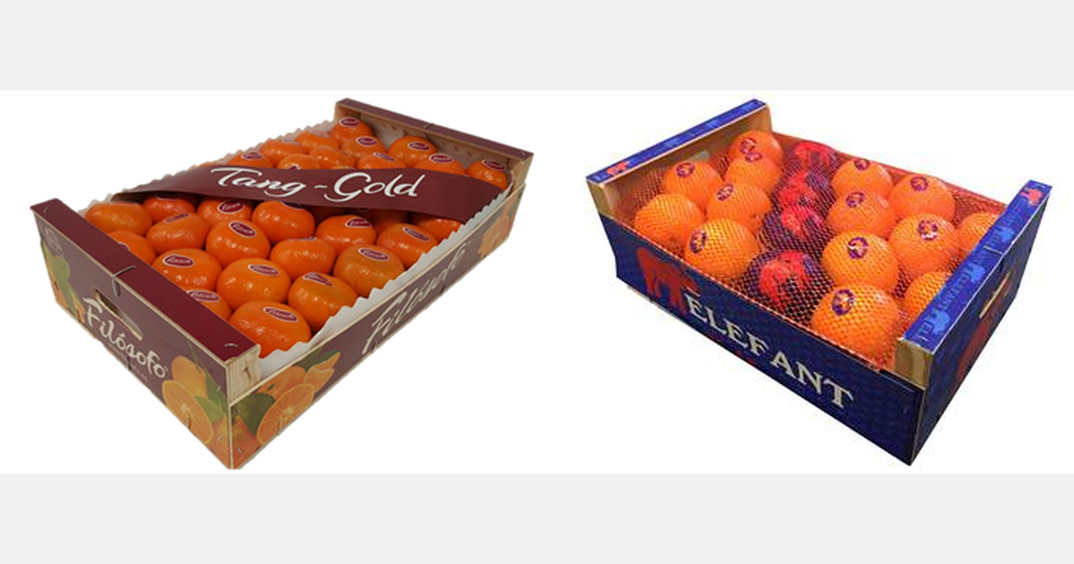 "Tang Gold mandarin season supplements Spanish Clemenule season well"