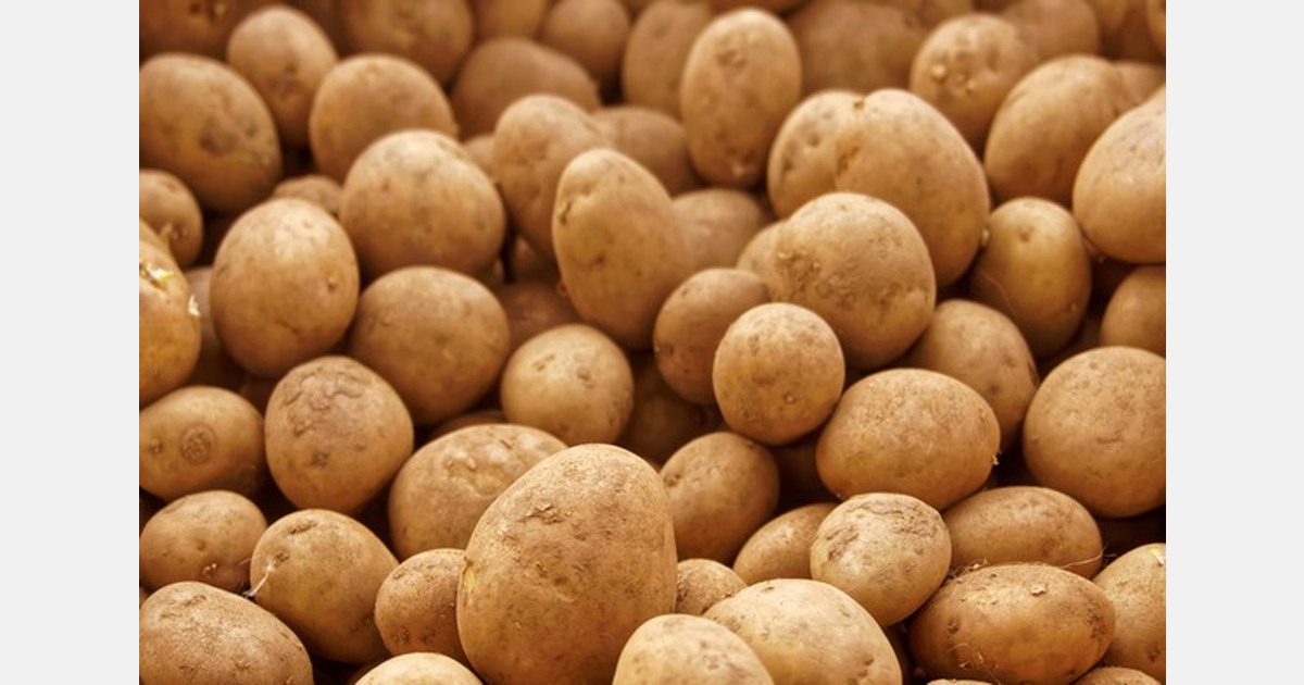 "Hybrid potato breeding offers worldwide opportunities"