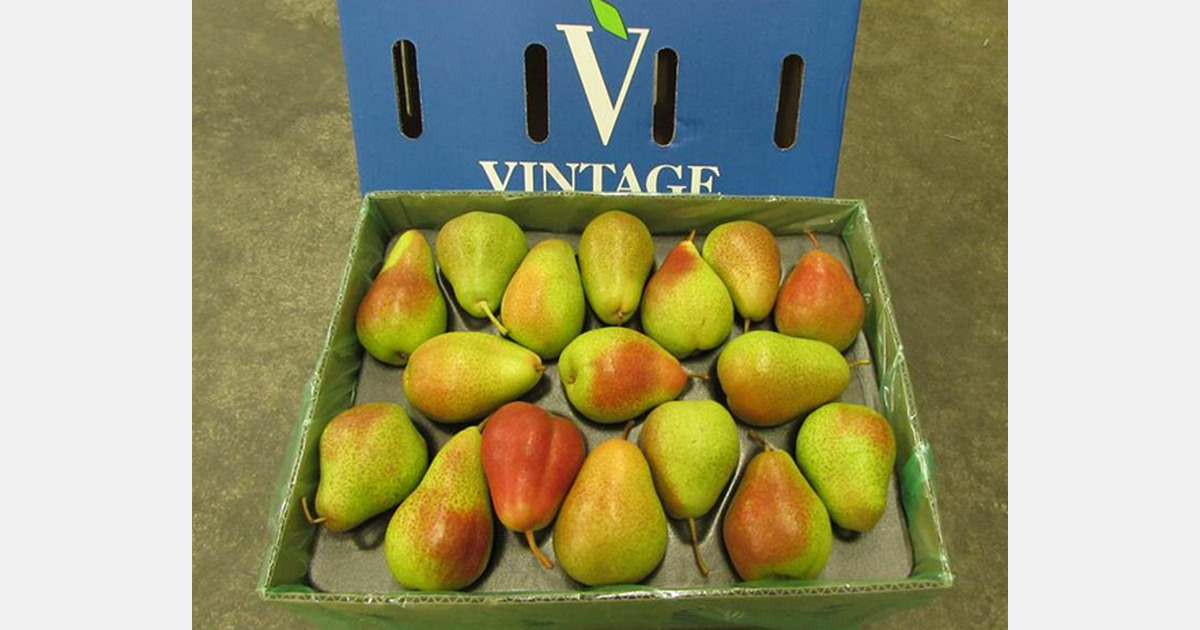 "Good prospects for the season of South African pears"