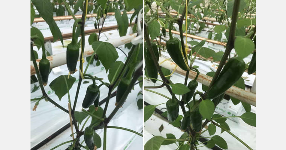 Dutch green and Black Bullet chilli season starts