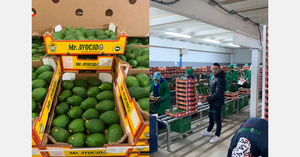 "Moroccan avocados are our core business"