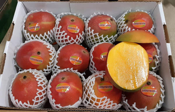 First Ivorian mangoes arrive by boat and plane