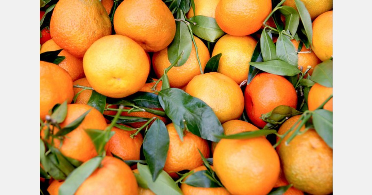 Drought and heat puts strain on Mexican citrus farming