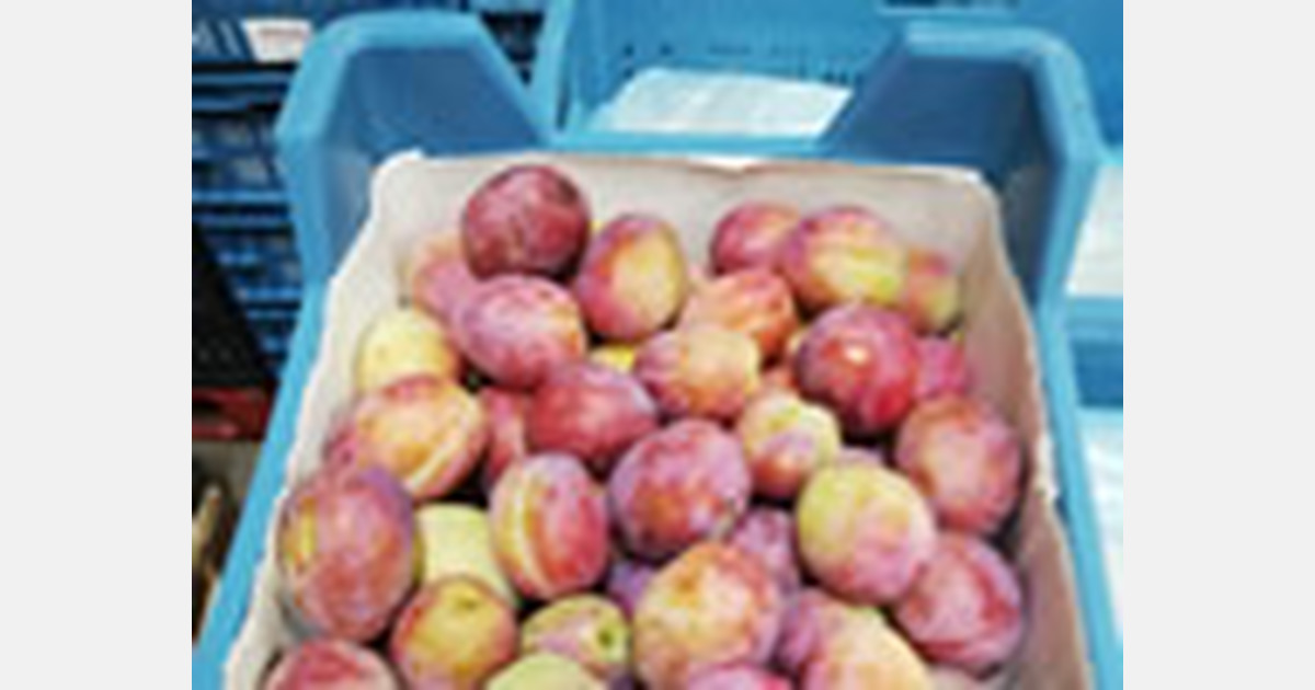 "The Dutch plum market's been tight for years, but has good prices this ...