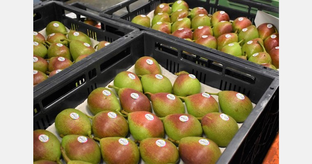 “More Qtee pears at the same price”