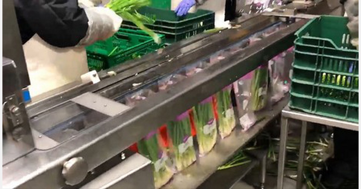 Semi-automatic spring onion packaging line