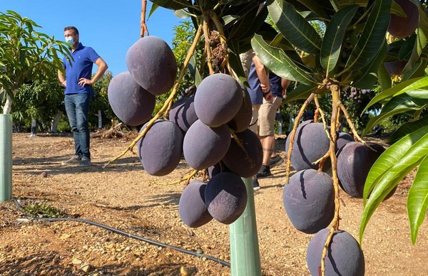 “Sensation mangos available throughout Europe this year”