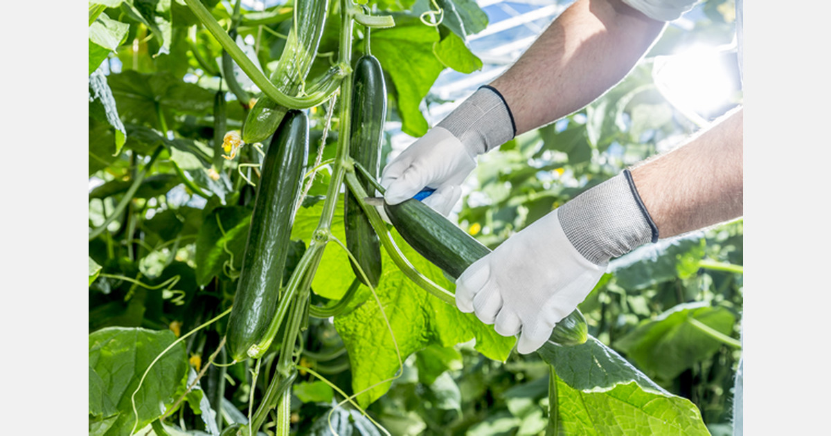 "This year, Dutch cucumbers available year-round for the first time"
