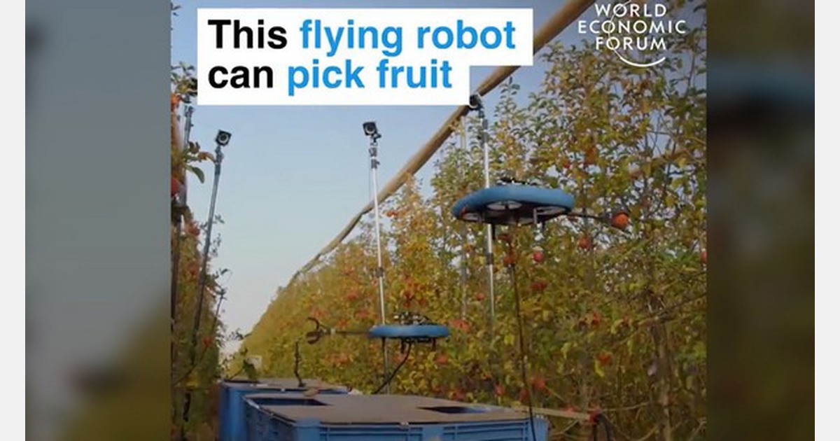 Flying fruit picking robot uses AI to distinguish between varieties
