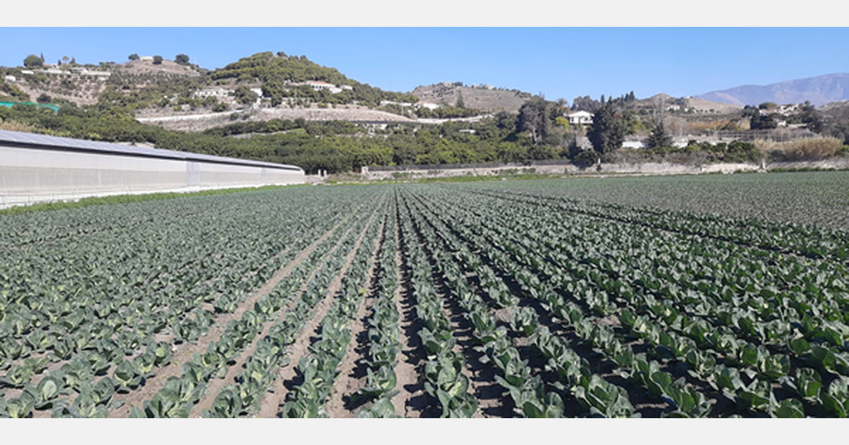 "Sales of Spanish bulk vegetables continue to go well, specialties face ...