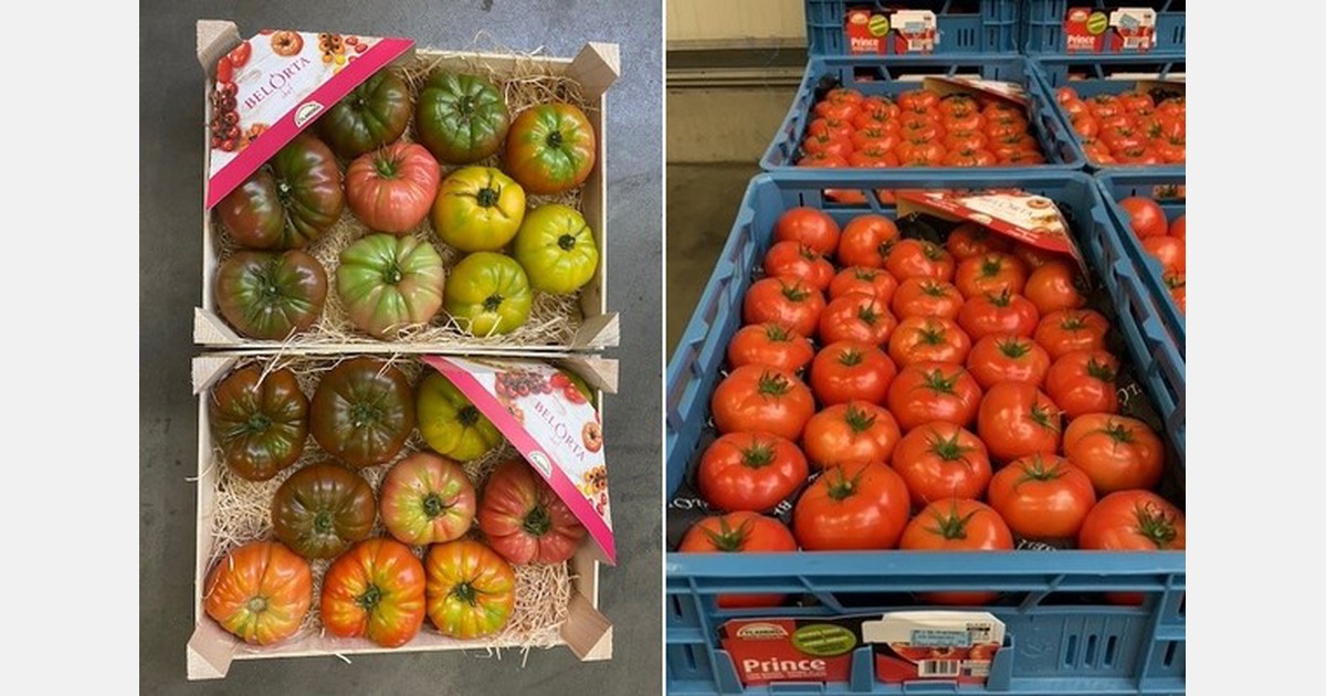 "More Belgian greenhouse vegetable volumes since last week, but nicer ...