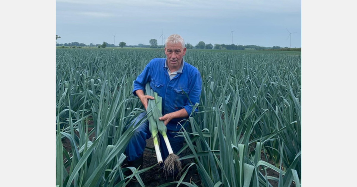 New Everest leek crop in the Netherlands