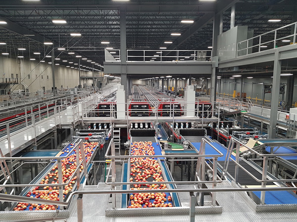 The world's longest packaging line at Borton Fruit