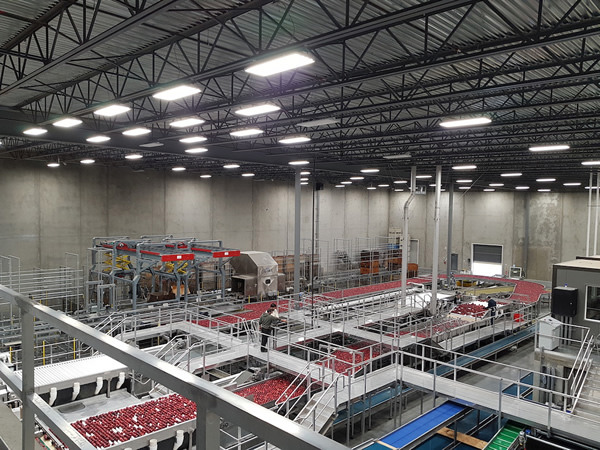 The world's longest packaging line at Borton Fruit