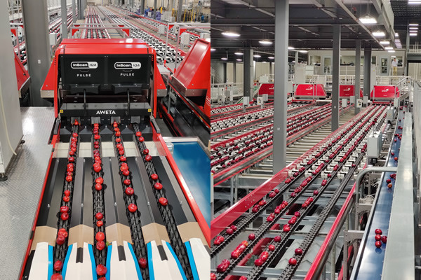 The world's longest packaging line at Borton Fruit