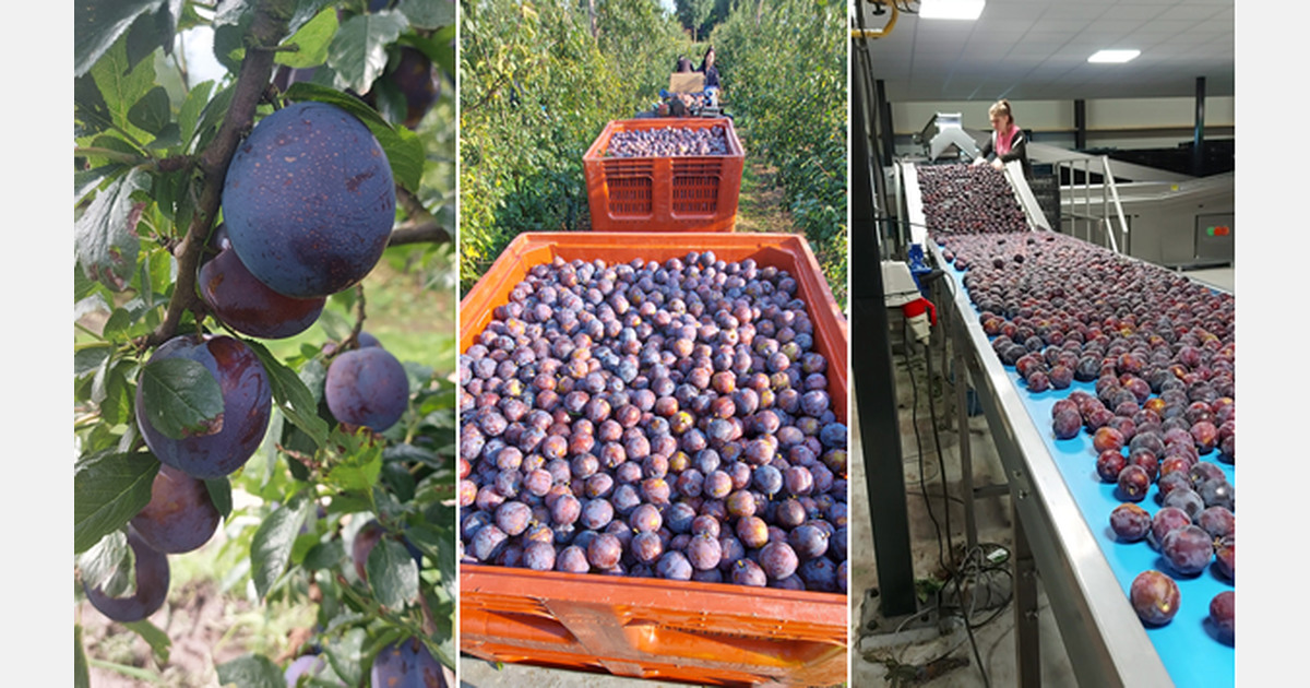 "Dutch plums have slightly fewer kilos, but excellent flavor, demand"