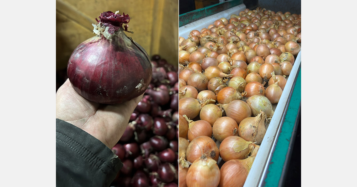 "Making a profit in the onion trade is not easy at the moment".