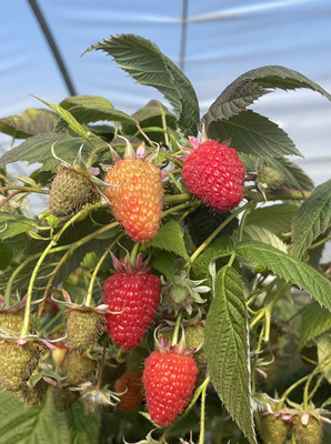 "Spanish raspberry cultivation increasingly moving to Morocco"