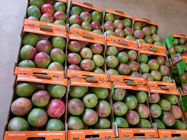 "First flown-in mangoes arrive from Ivory Coast, first containers ...