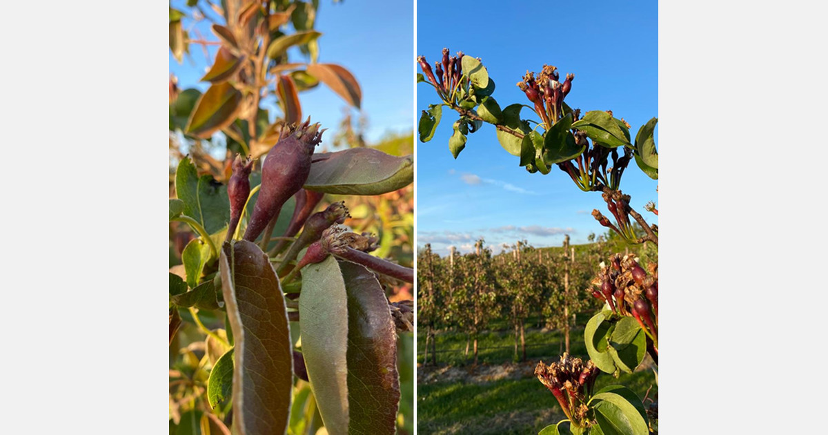 First signs of Red Conference