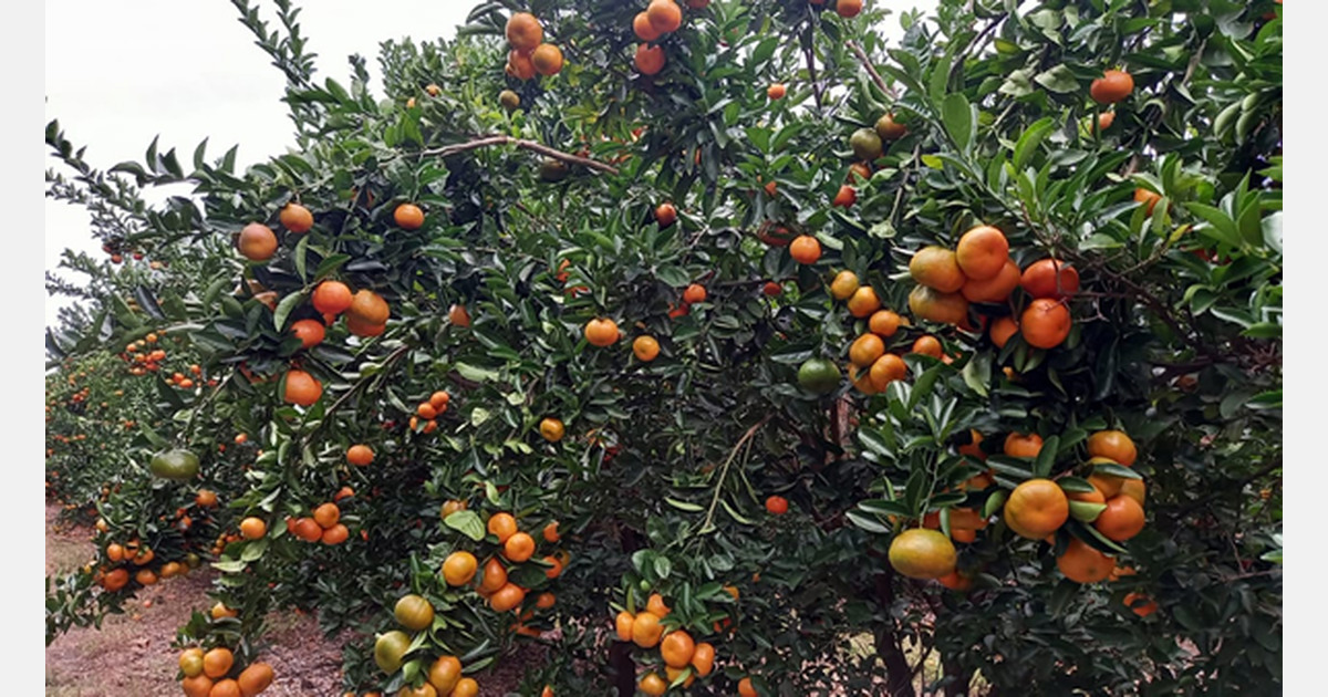 FruitOne Europe receives the first quality lemons from the southern ...