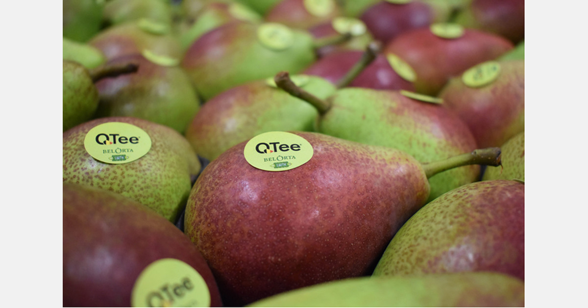 Transition to Qtee pears new season starts