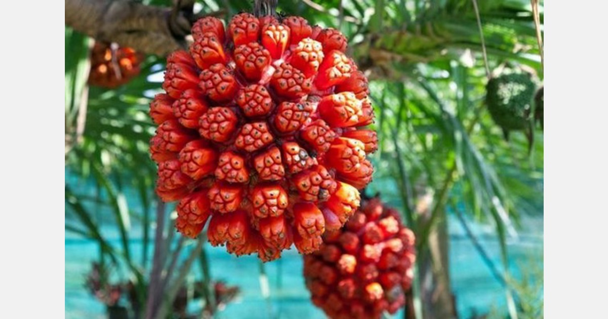 "Hala Fruit is our true new eye-catcher"