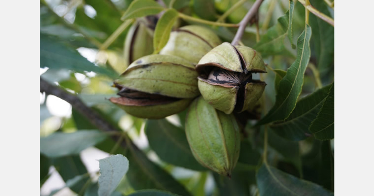 Texas Pecans - The native nut from the States goes global