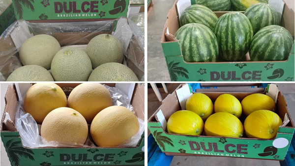 Brazilian melon season about to start