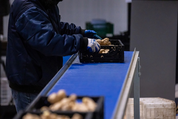 "We process hundreds of containers of ginger from all over, every year"