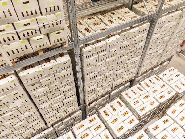 "We process hundreds of containers of ginger from all over, every year"