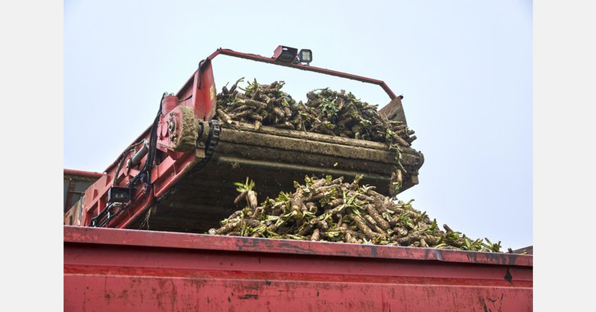 "It has to get much colder for people to start eating chicory"