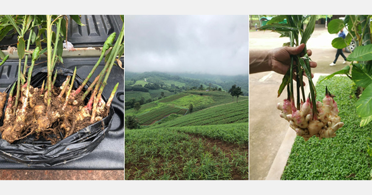 "Enough Brazilian ginger on the market"