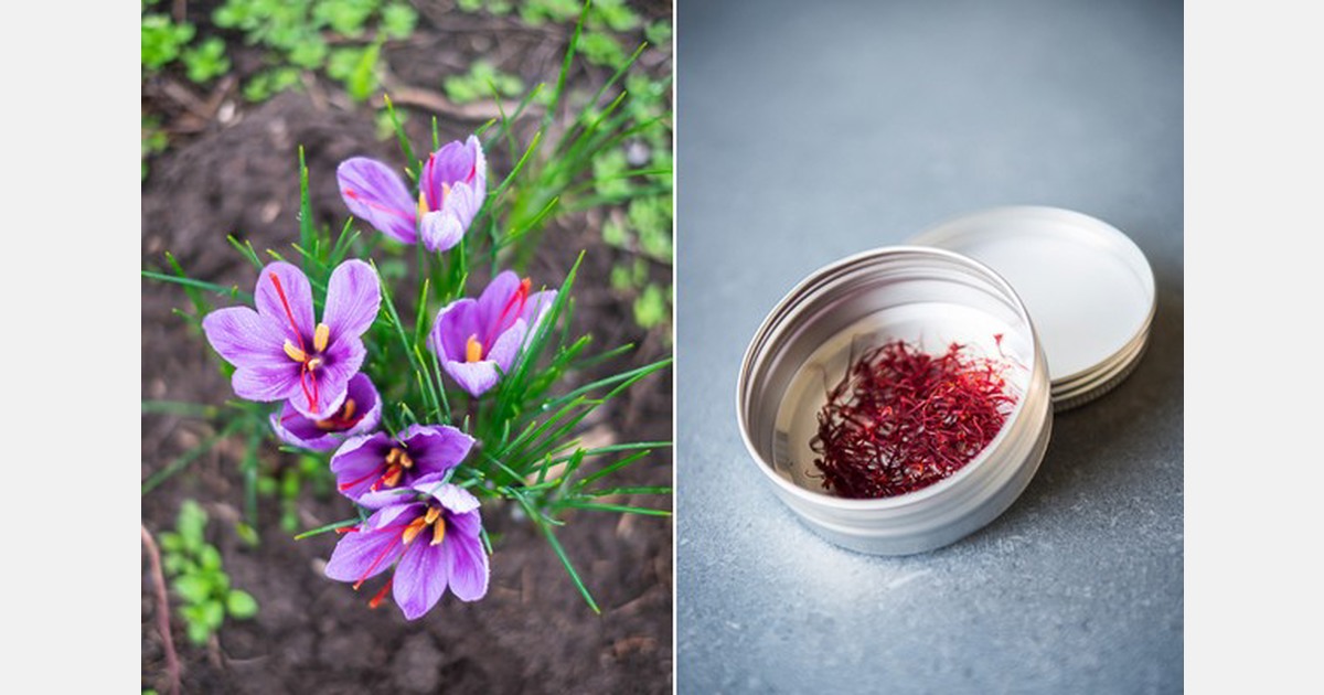 "Horribly bad spring heralded volatile Belgian saffron harvest"